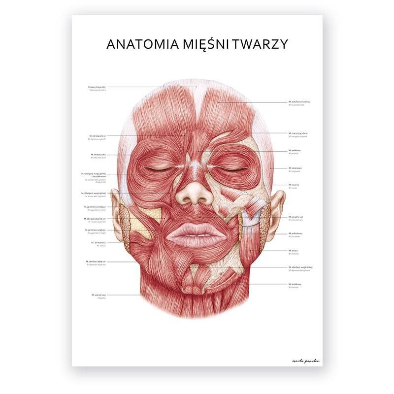 Plakat - plansza anatomiczna - mięśnie twarzy - 50 x 70 cm
